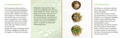 Rose von Jericho günstig kaufen im Shop
